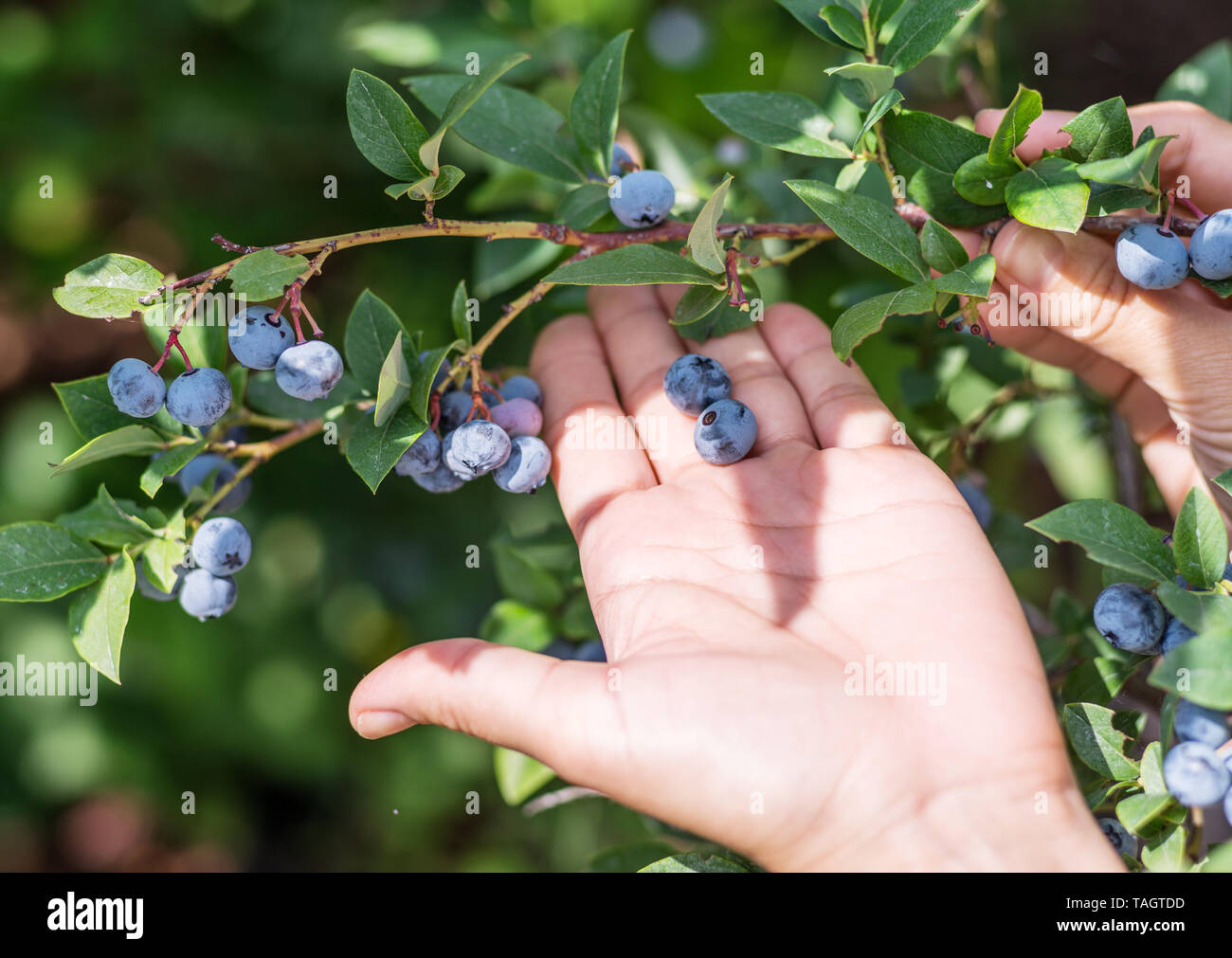 Hand gathering hi-res stock photography and images - Alamy