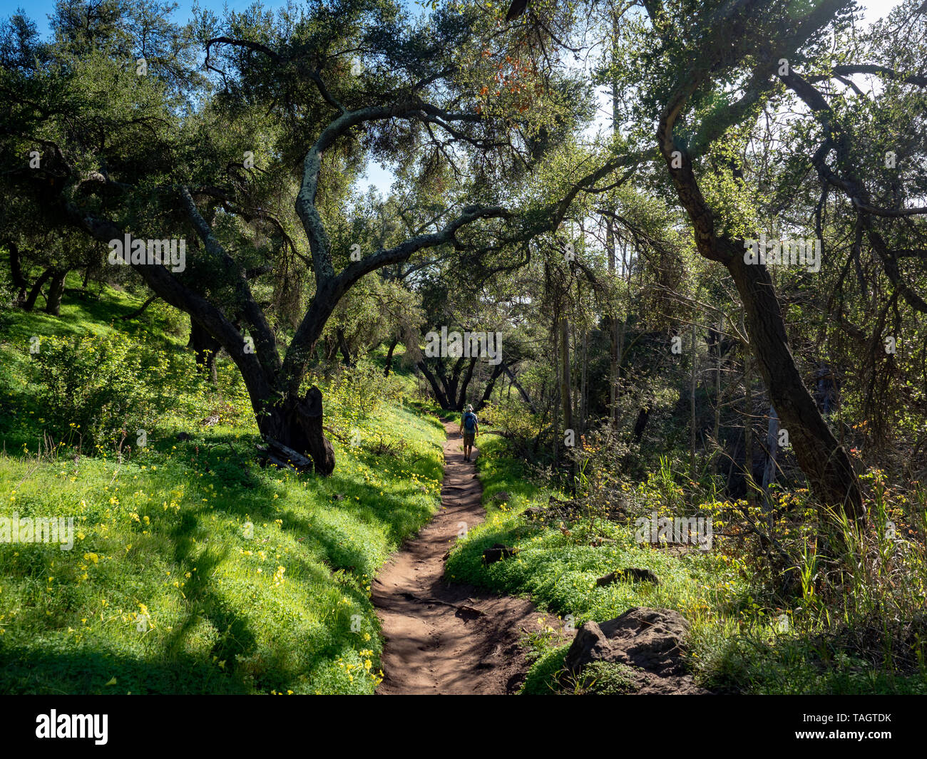 Hiker on shaded trail under oak trees on Jesusita Trail, Santa Barbara ...