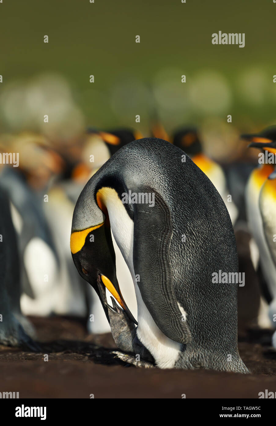 King penguin feeding a chick, Falkland Islands Stock Photo - Alamy