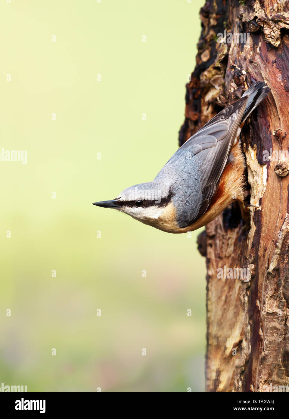 Nuthatch uk close up hi-res stock photography and images - Alamy