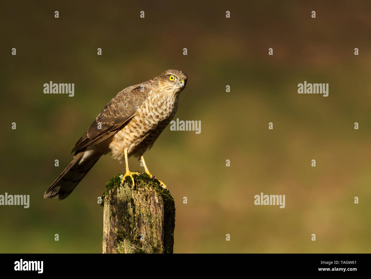 Sparrowhawk Feather High Resolution Stock Photography and Images - Alamy
