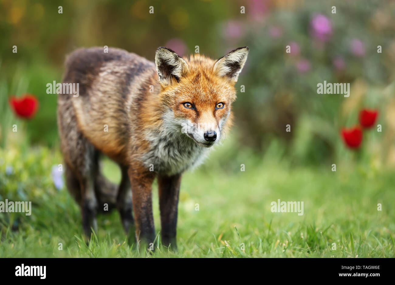 Fox spring uk adult hi-res stock photography and images - Alamy