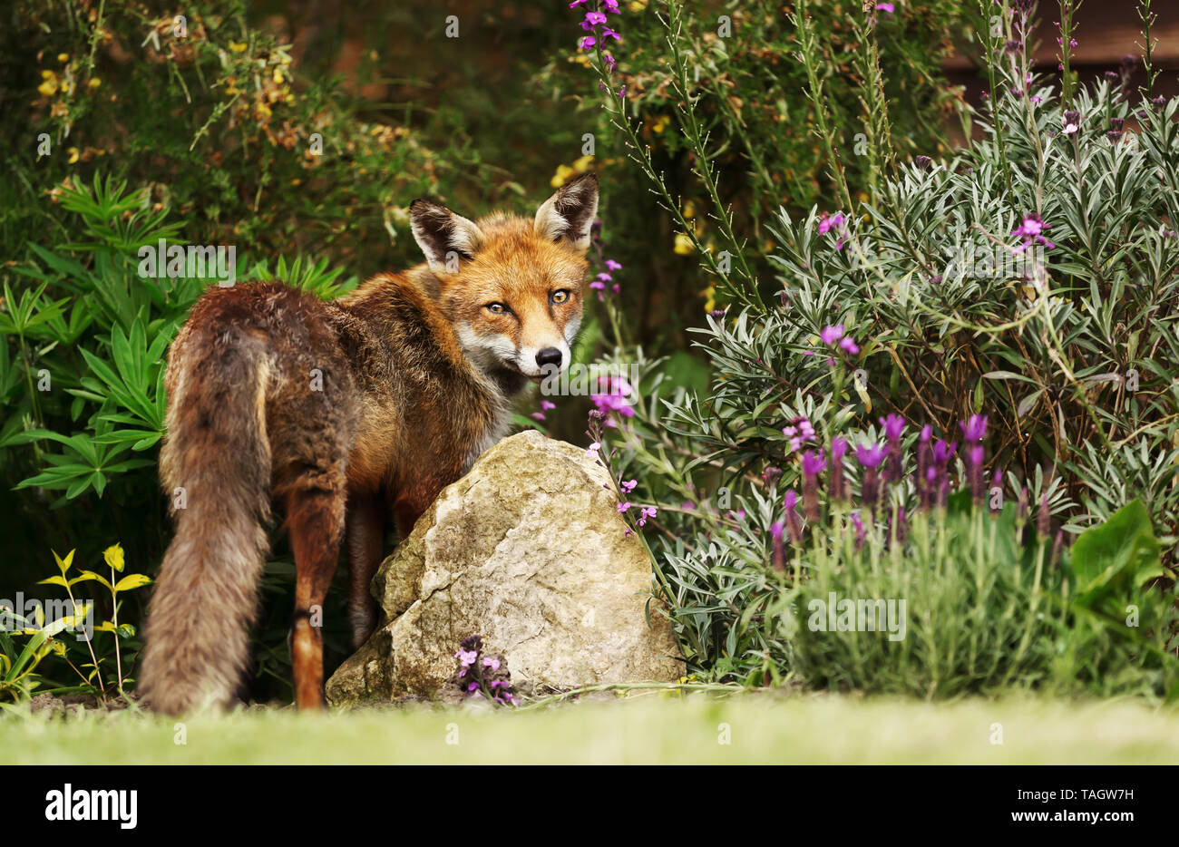 Close up of a red fox in the garden with flowers, UK Stock Photo - Alamy