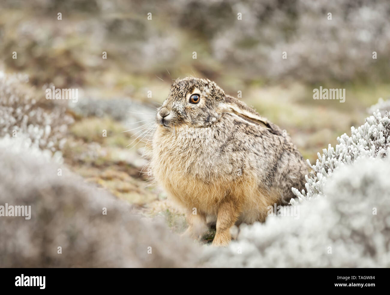Close up of Ethiopian highland hare (Lepus starcki), Bale mountains ...