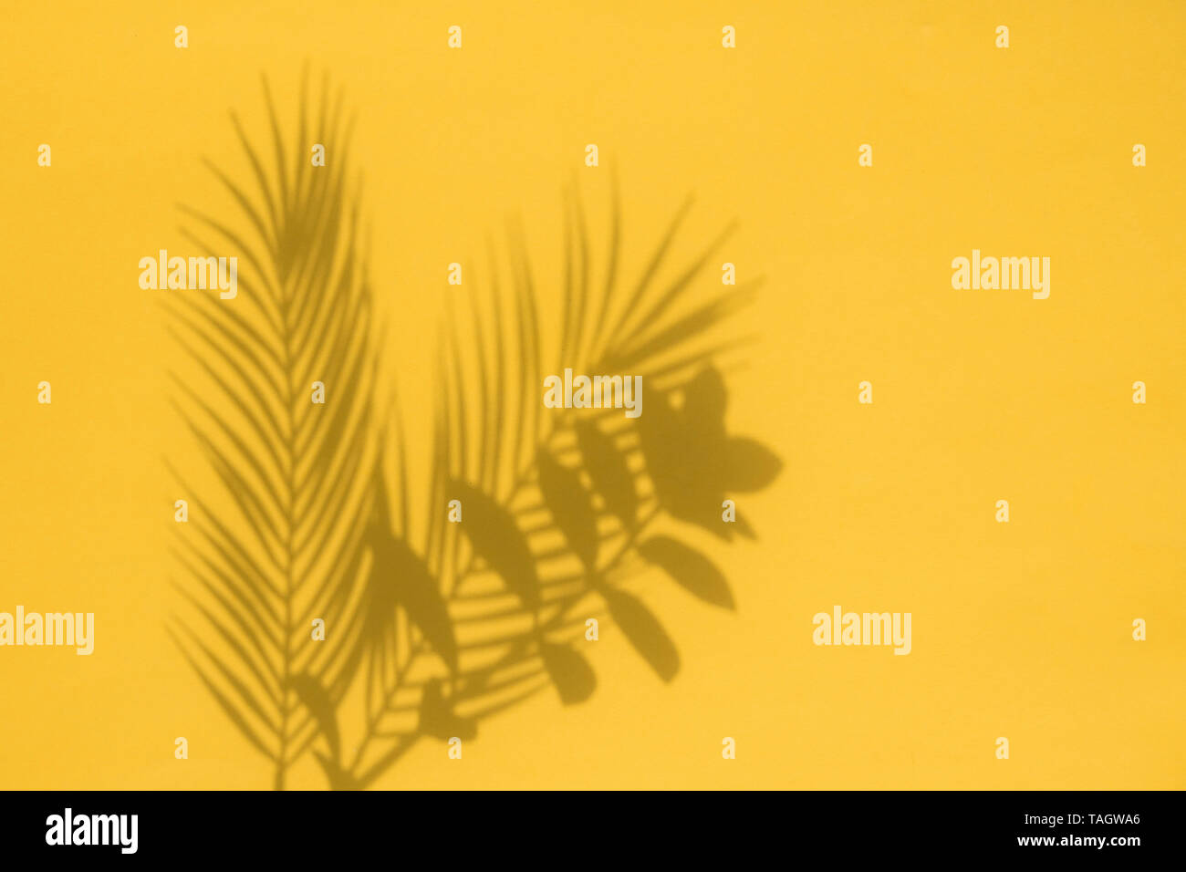 Tropical palm tree leaf shadow on a yellow background. Summertime ...
