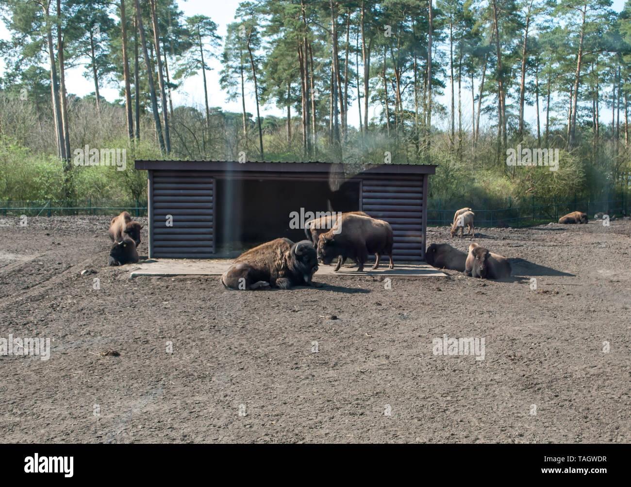 Bison lying near a small house with the forest of pine trees in the ...