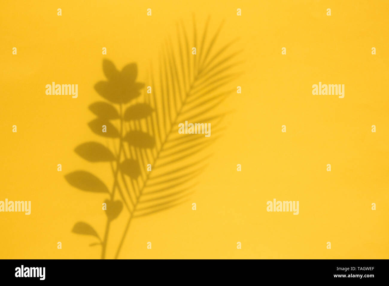 Tropical palm tree leaf shadow on a yellow background. Summertime ...