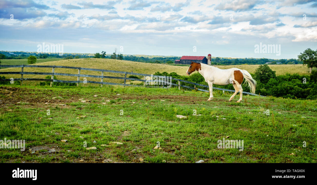 Overo horse hi-res stock photography and images - Alamy