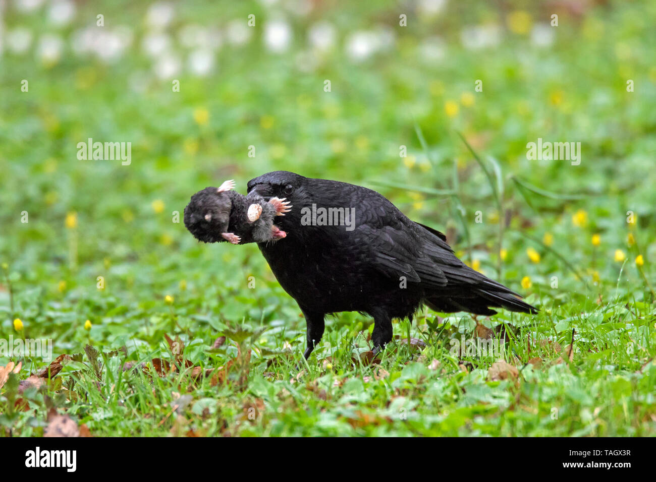 Dead crow hi-res stock photography and images - Alamy