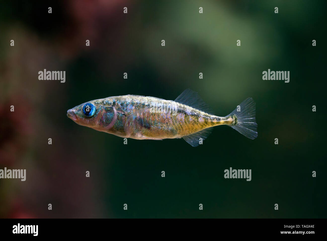 Three-spined stickleback (Gasterosteus aculeatus) male swimming ...