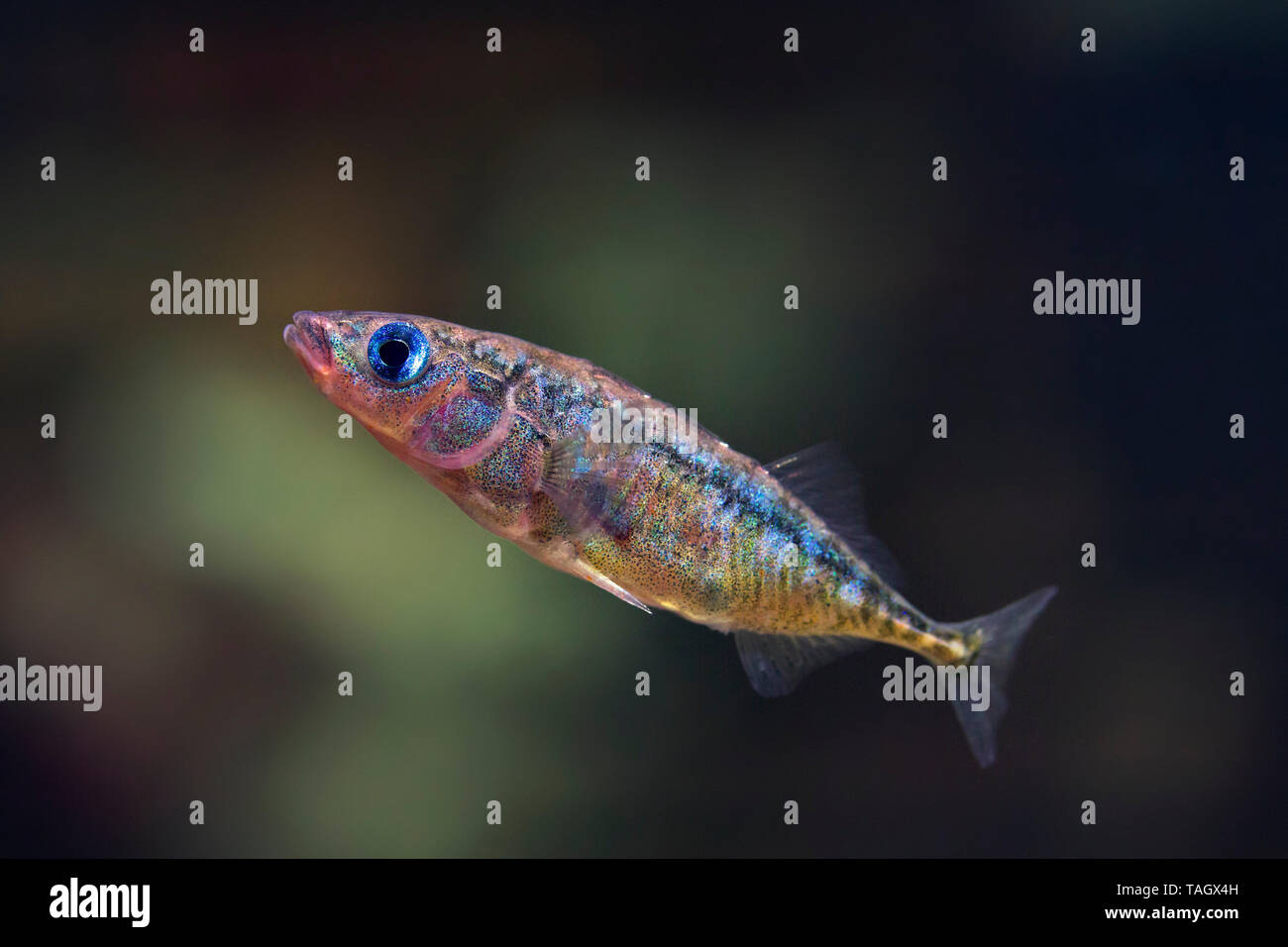 Three-spined stickleback (Gasterosteus aculeatus) male swimming ...