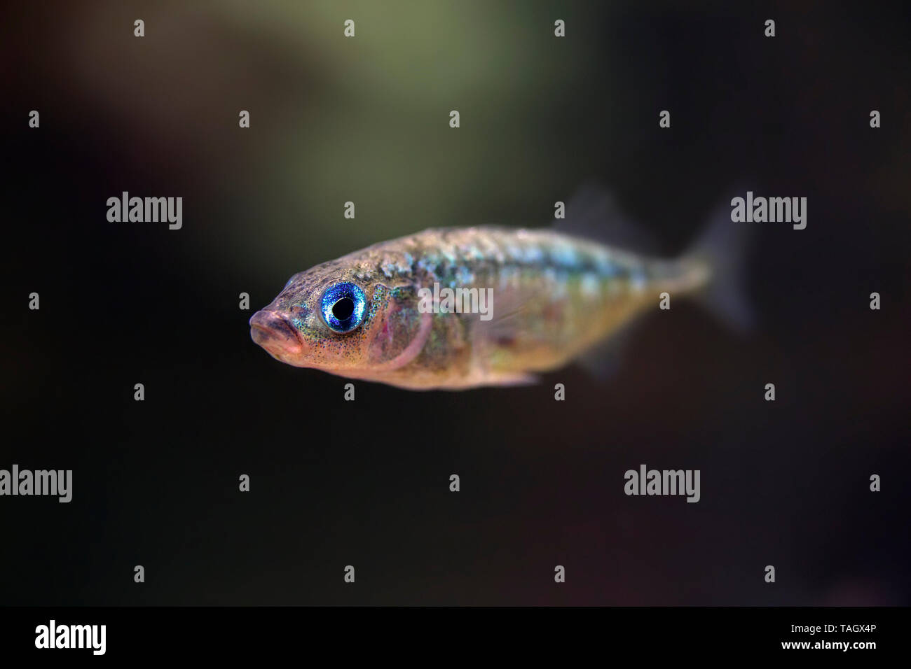 Three-spined stickleback (Gasterosteus aculeatus) male swimming ...