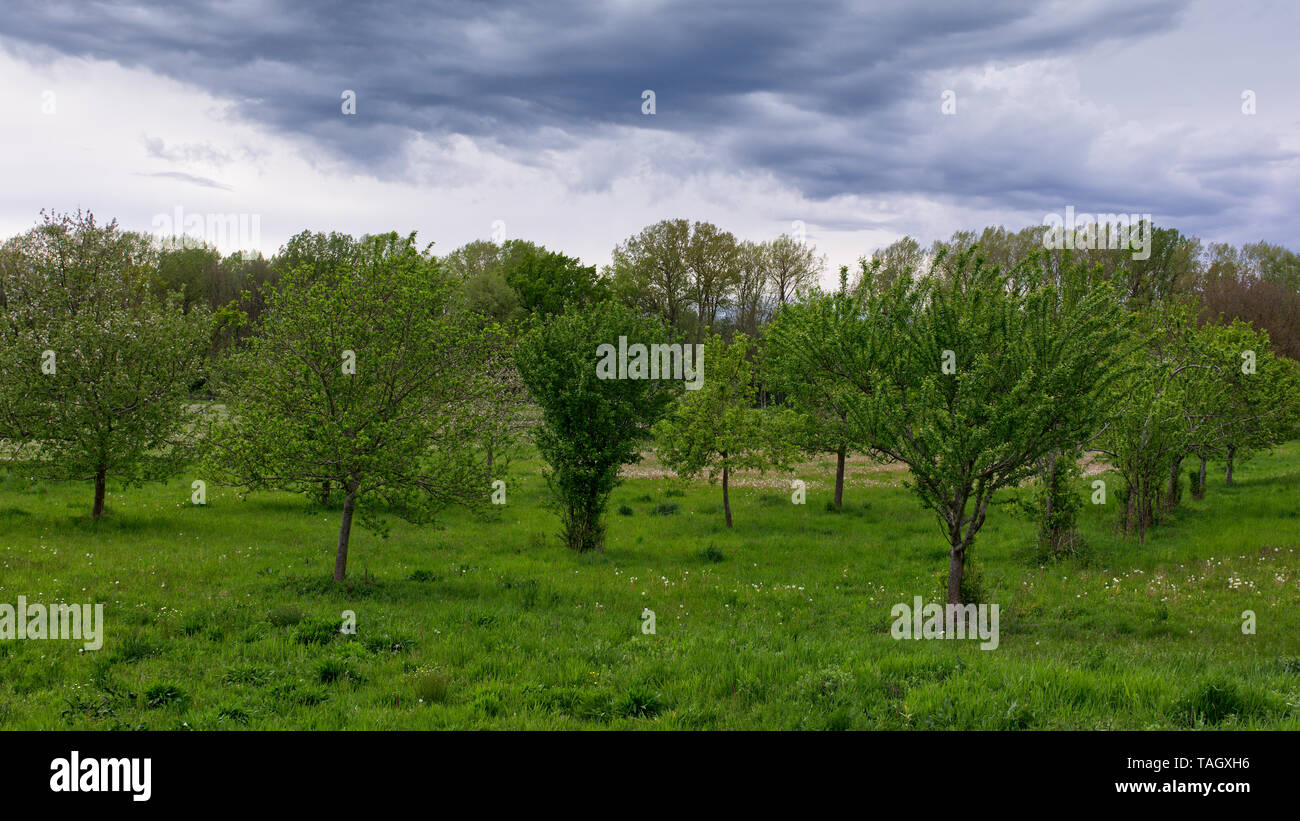 Group of Apple trees on a cloudy day Stock Photo - Alamy