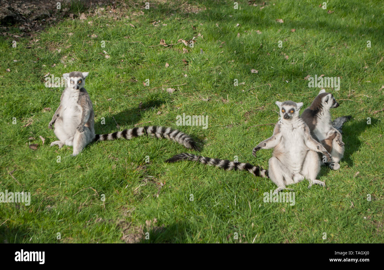 Lemurs in long grass hi-res stock photography and images - Alamy
