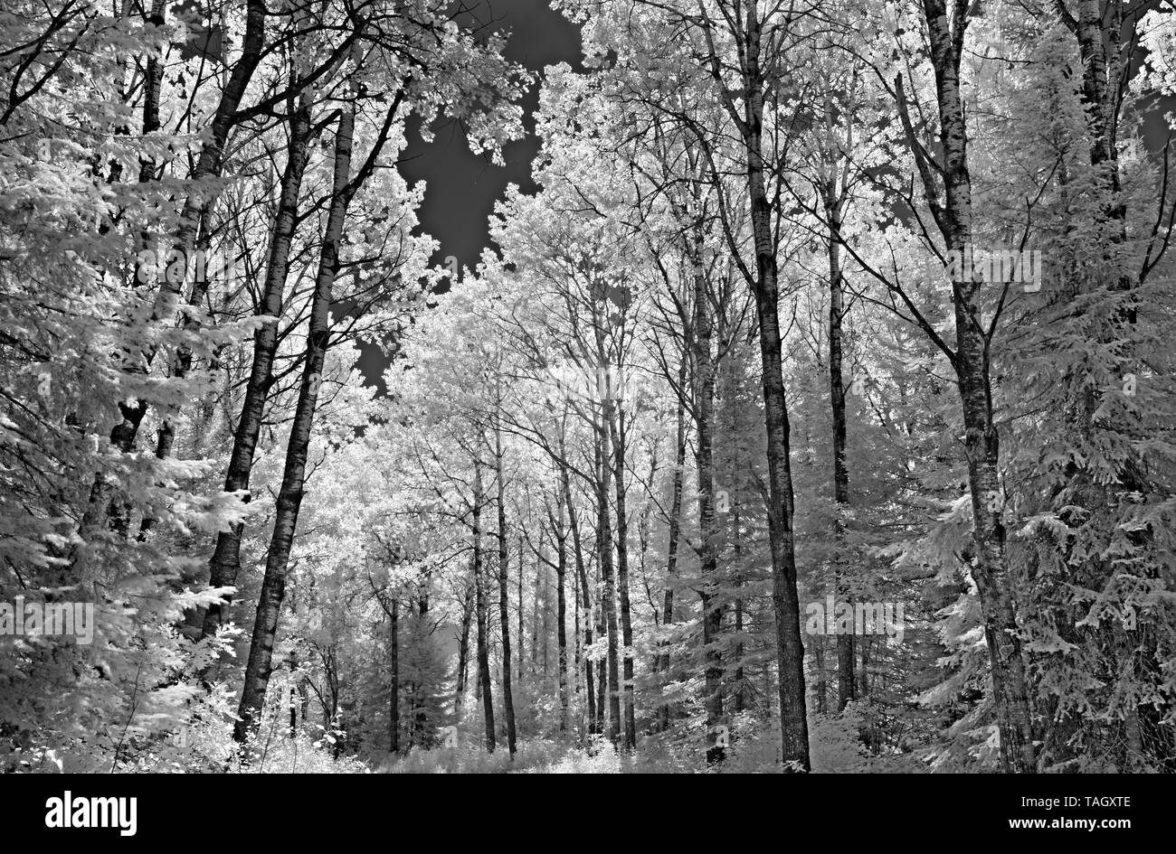 Forest Nestor Falls Ontario Canada Stock Photo - Alamy