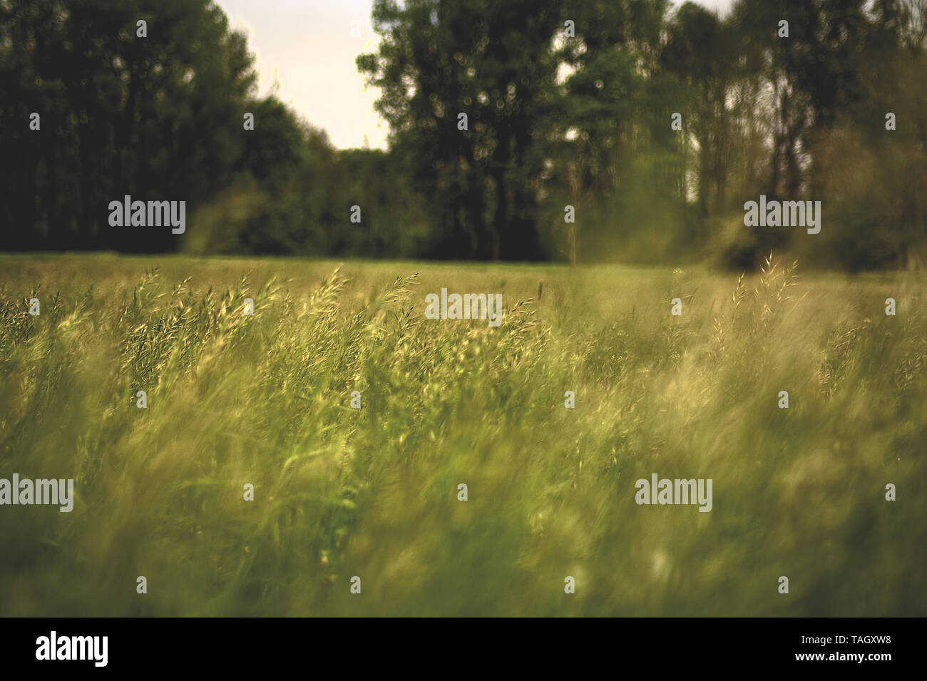 Moody grass hi-res stock photography and images - Alamy
