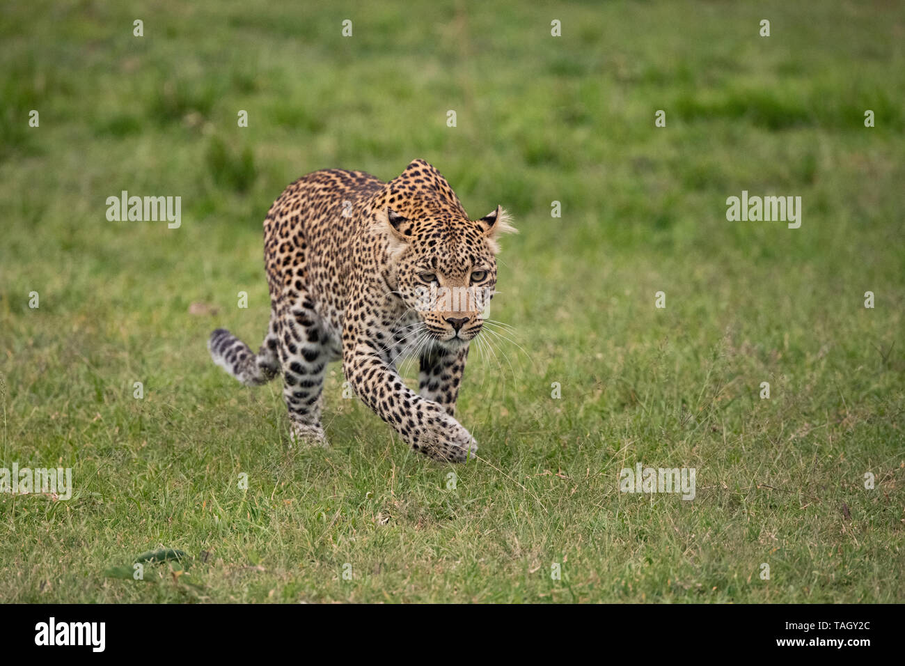 Female Leopard stalking on the hunt in the Masai Mara, Kenya Stock ...