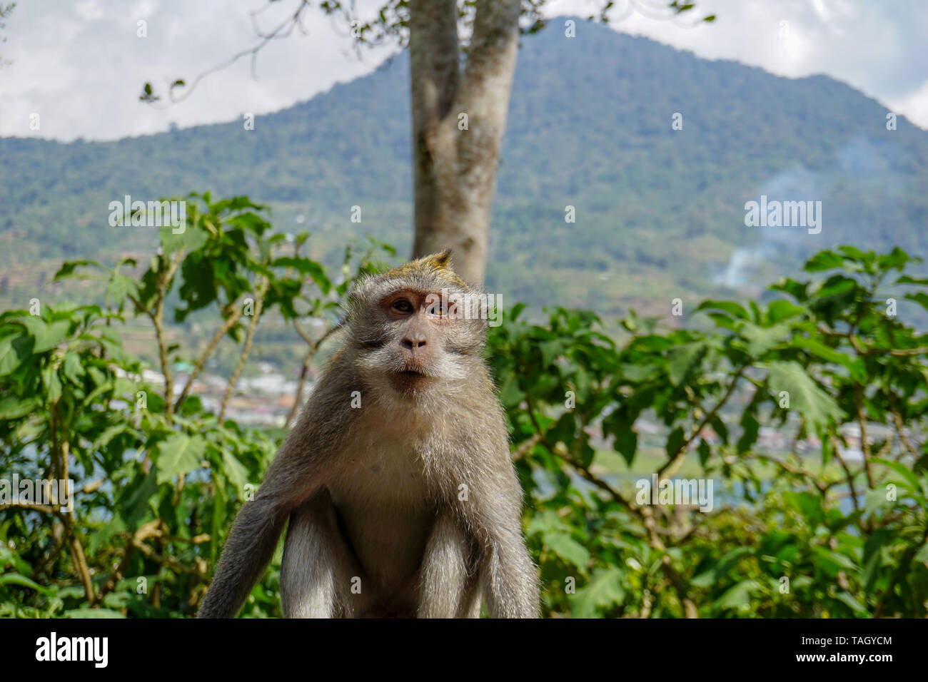 Monkey forest road ubud bali hi-res stock photography and images - Alamy