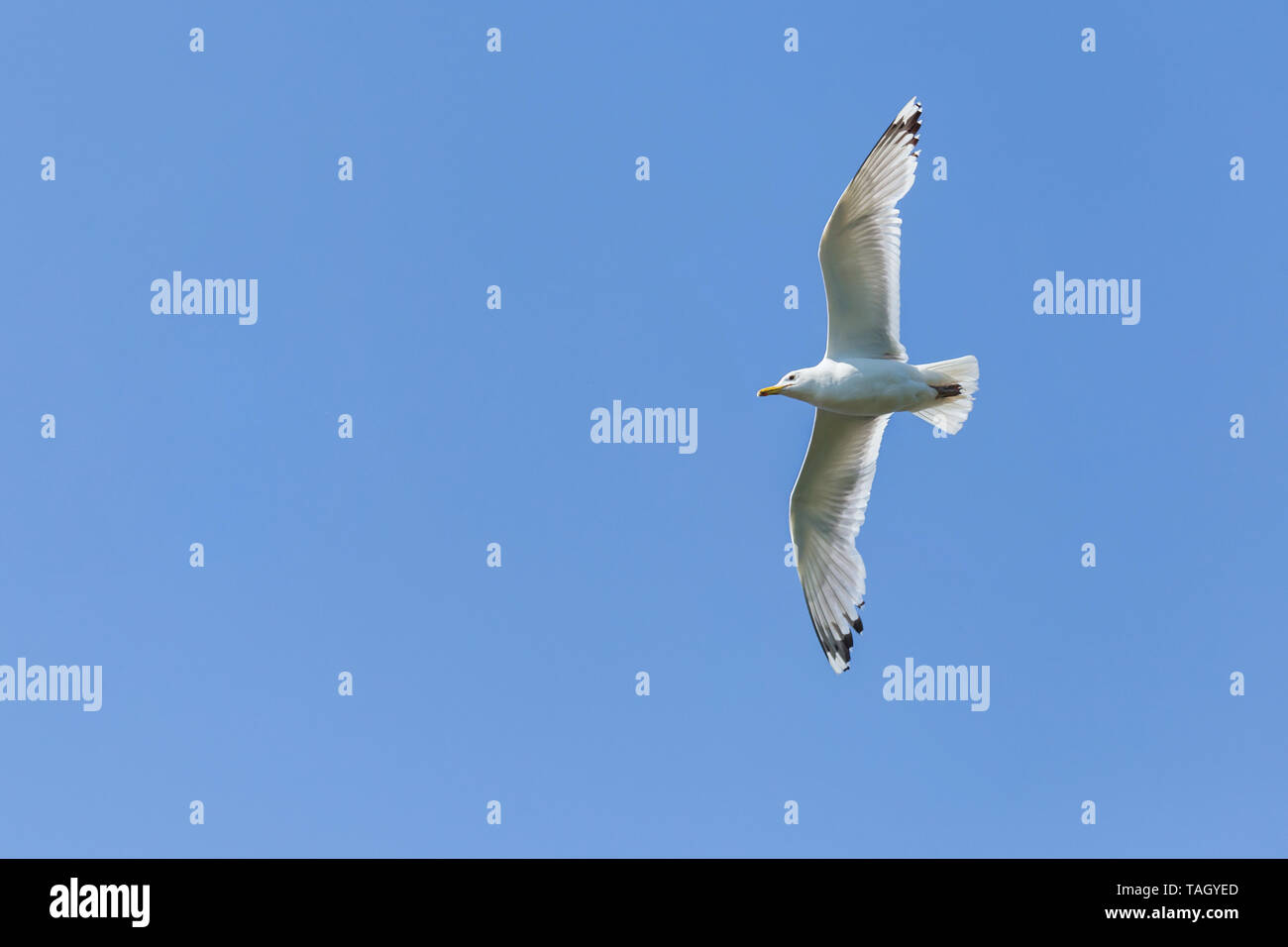 European herring gull flying with opened wings in a clear blue sky ...