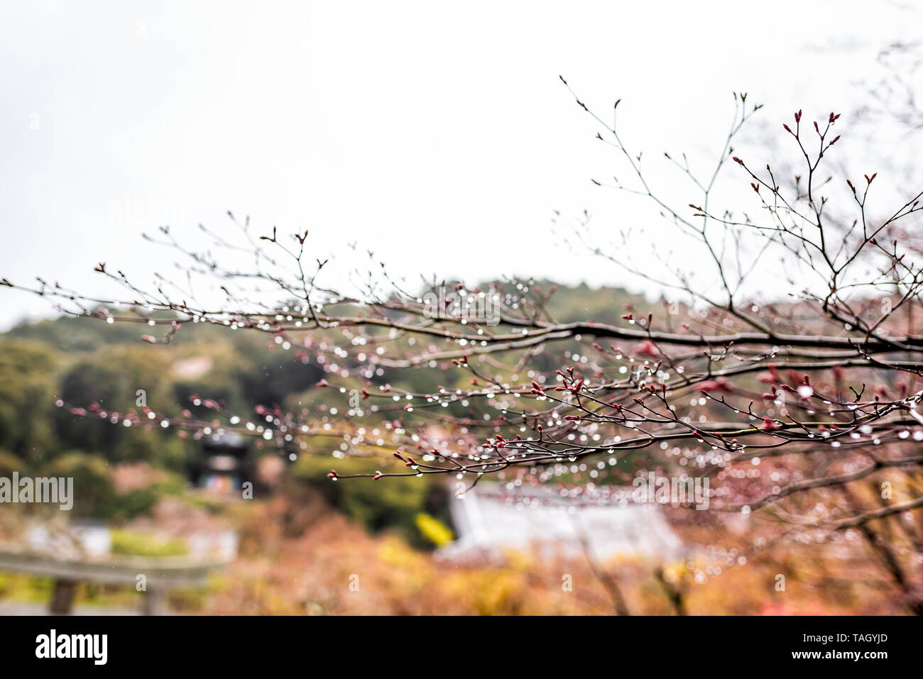 Kyoto, Japan cherry blossom sakura or maple tree in early spring with ...