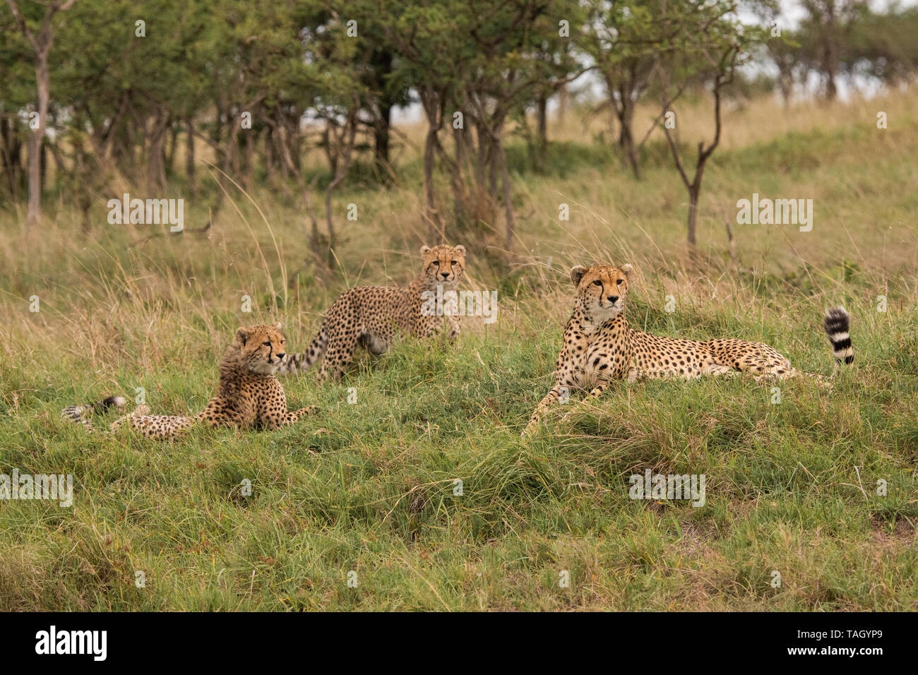 cheetah group lying down watching for prey in the Masai Mara, Kenya ...