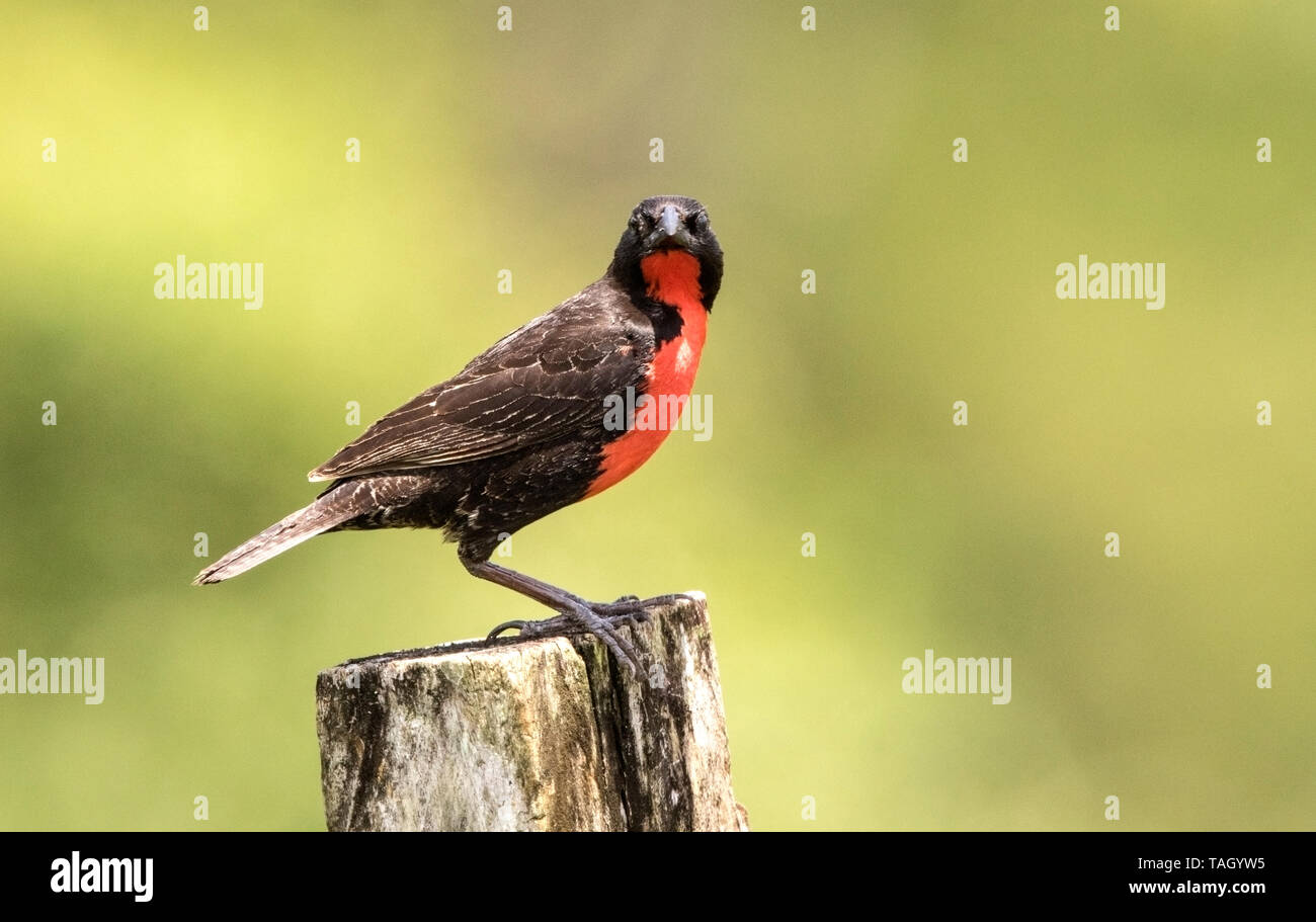 Red-breasted Blackbird, Laguna de Lagarto, Costa Rica 1 April 2019 ...