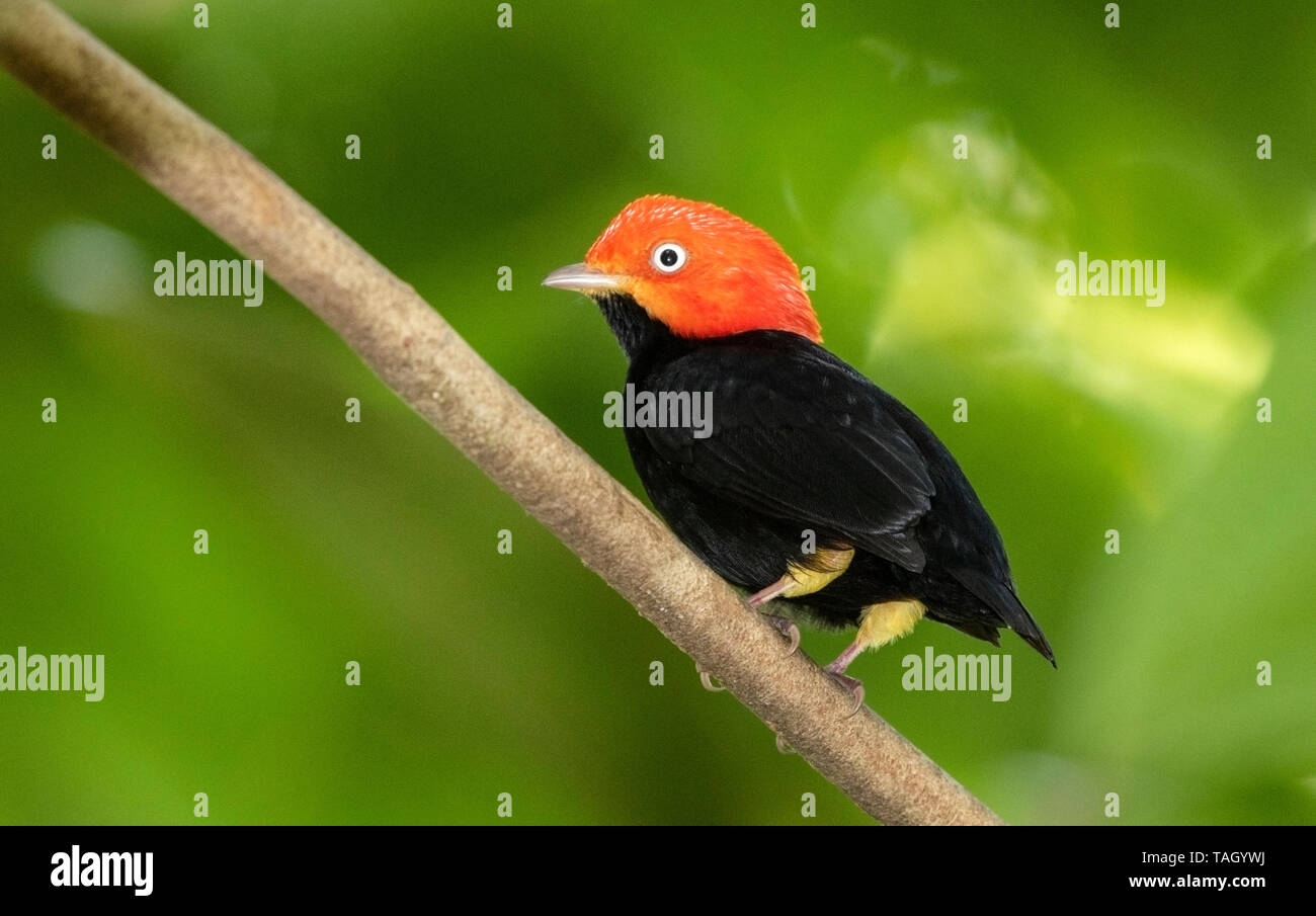 Red-capped Manakin, Laguna de Lagarto, Costa Rica 1 April 2019 Stock ...