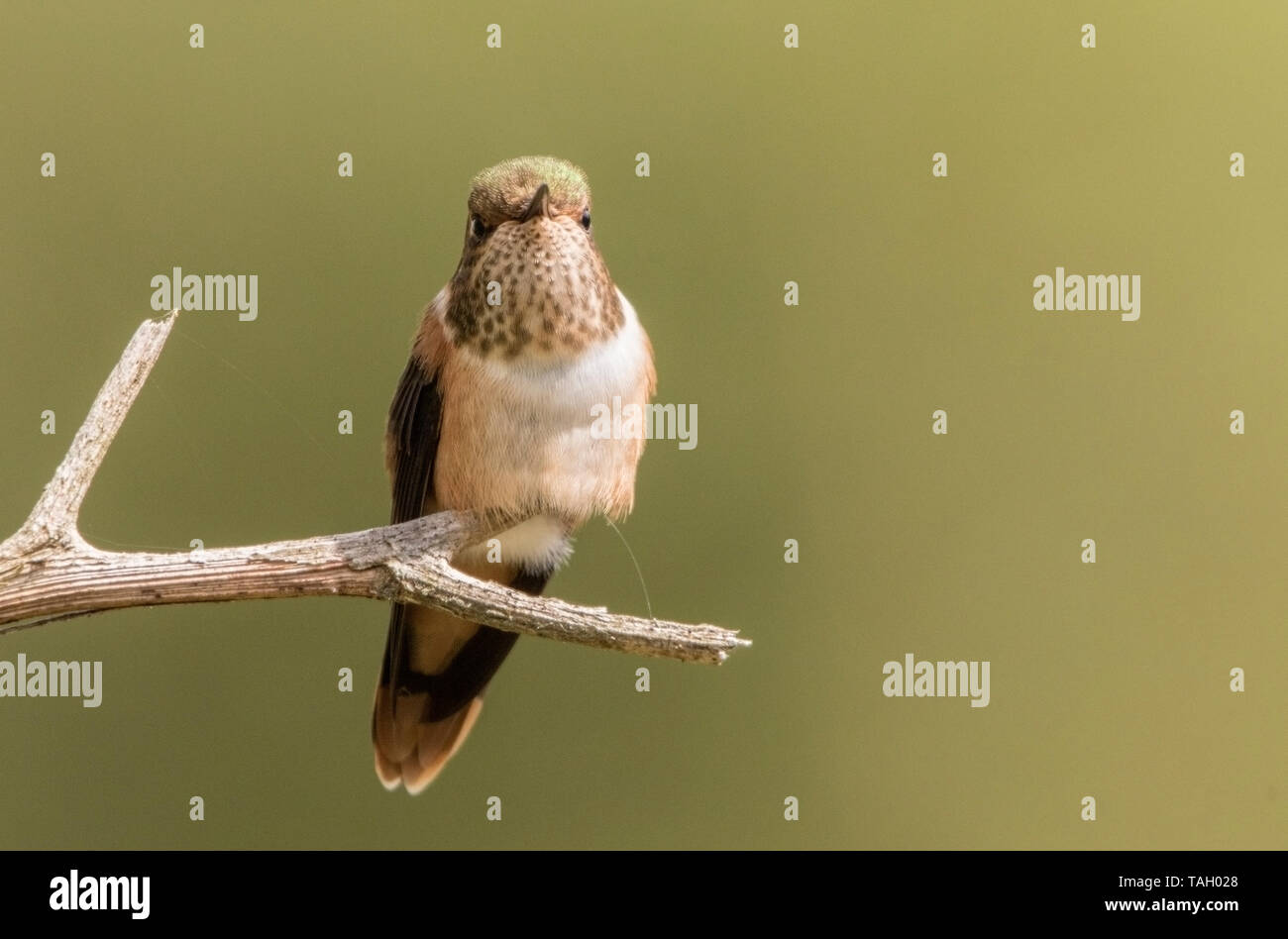 Smallest hummingbird in costa rica hi-res stock photography and images ...