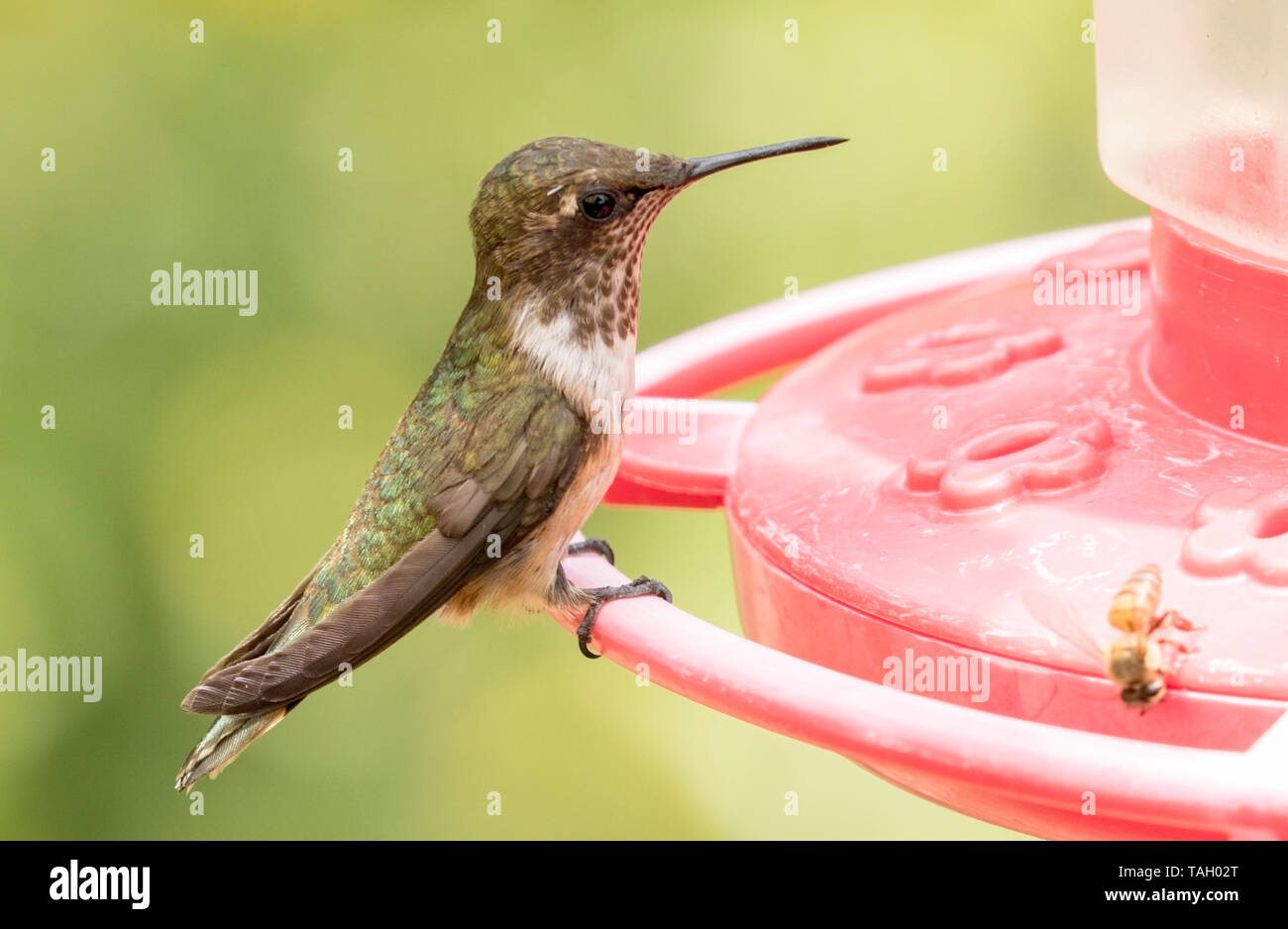 Smallest hummingbird in costa rica hi-res stock photography and images ...