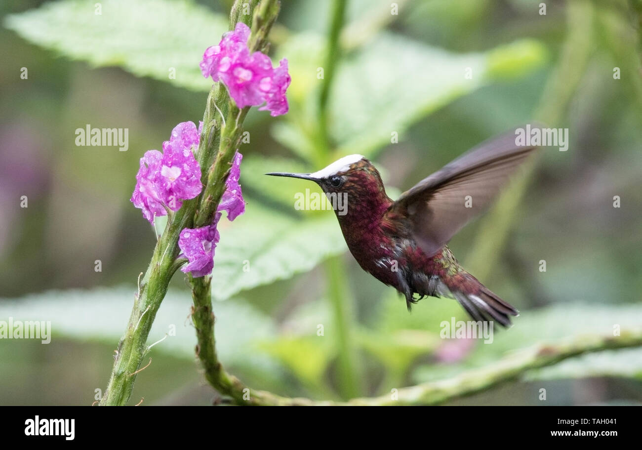 Snowcap, Microchera albocoronata, male feeding on tropical flower ...