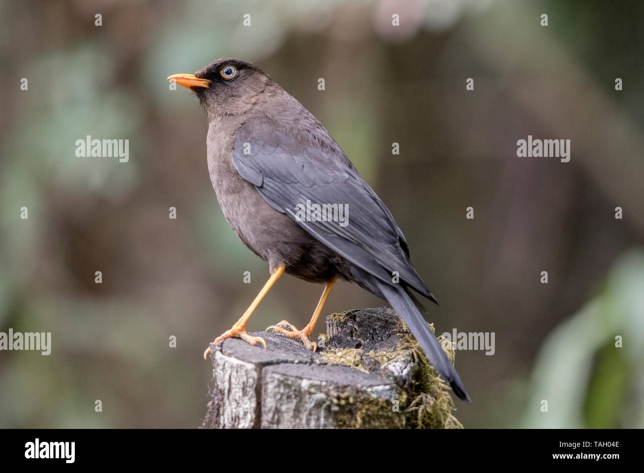 Savegre mountains hi-res stock photography and images - Alamy