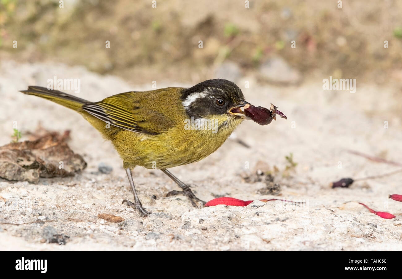 Sooty field hi-res stock photography and images - Alamy