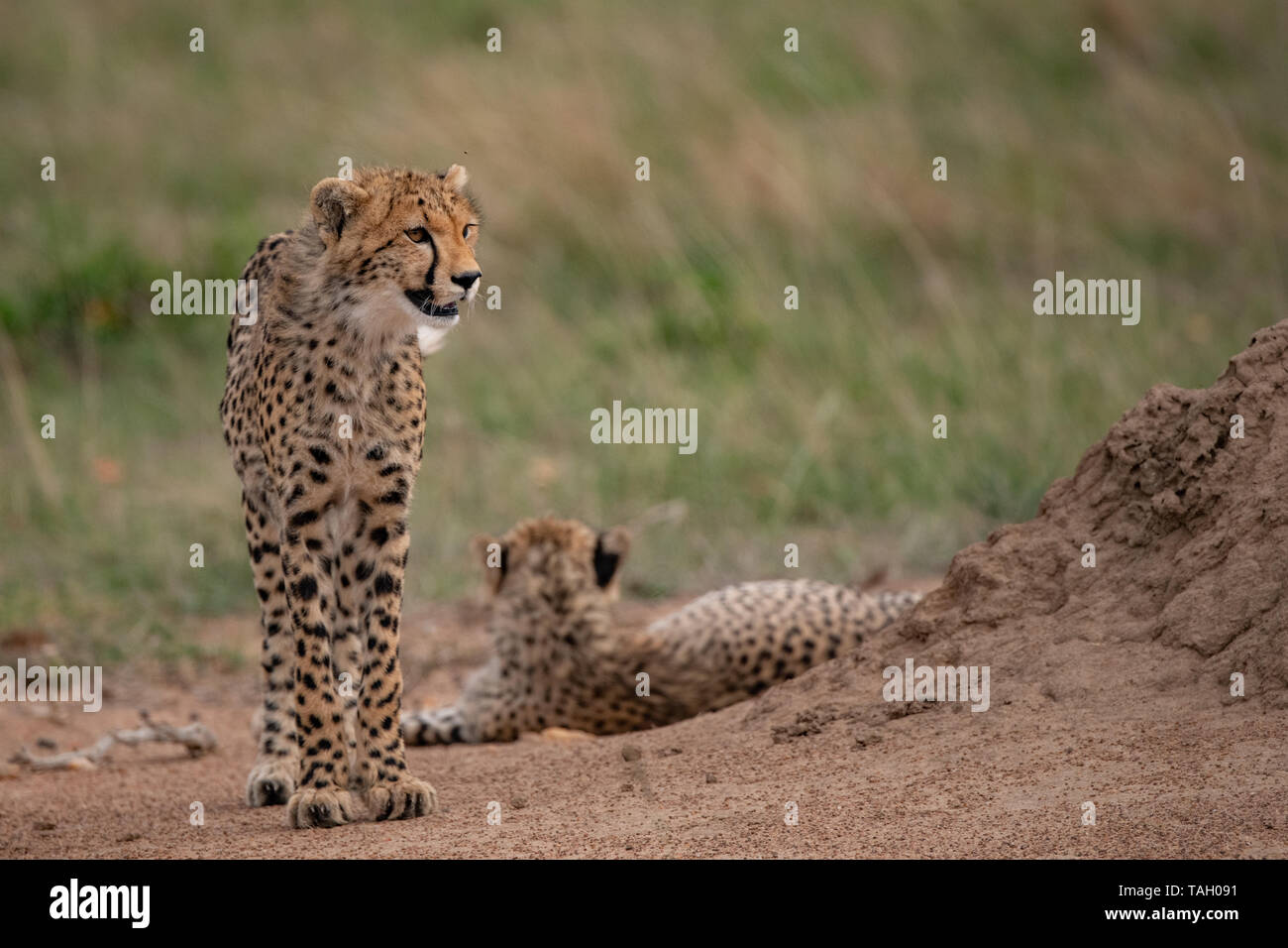 Walking cheetah hi-res stock photography and images - Alamy