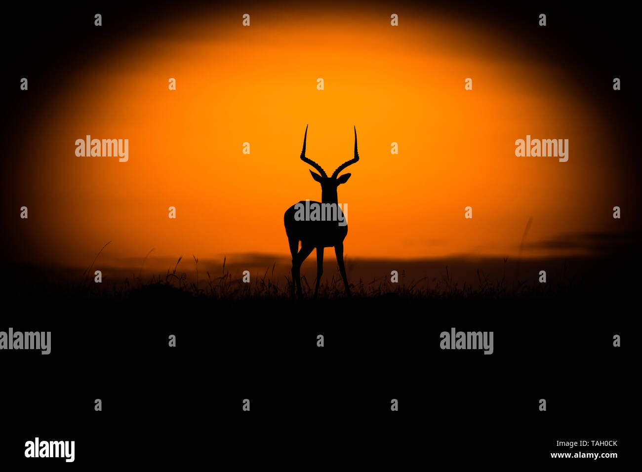 Leaping impala hi-res stock photography and images - Alamy