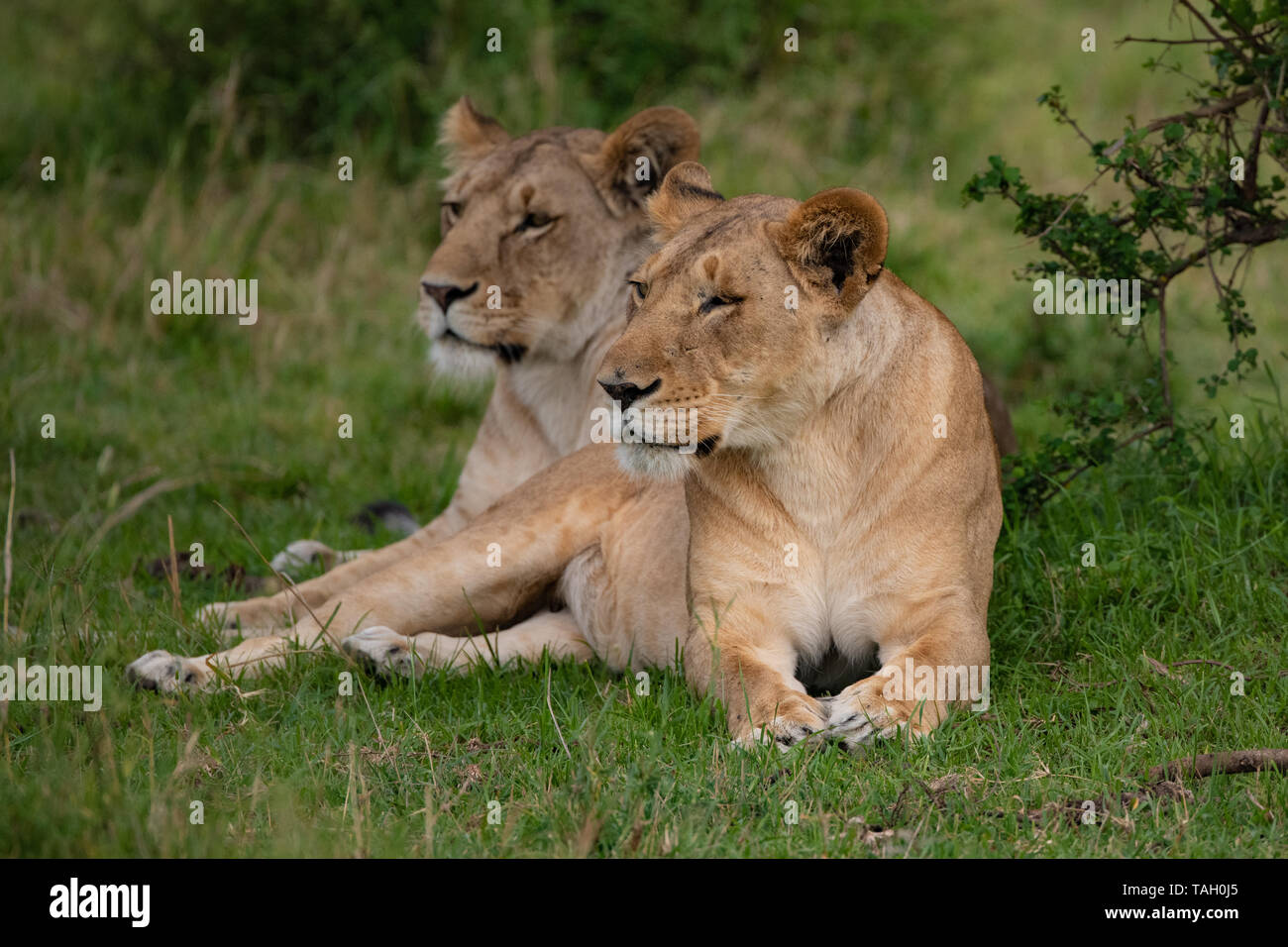 Female lion laying hi-res stock photography and images - Alamy