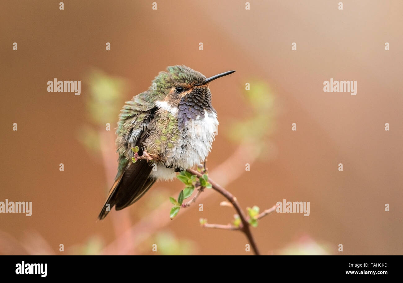 Rainforests and volcanoes in costa rica hi-res stock photography and ...
