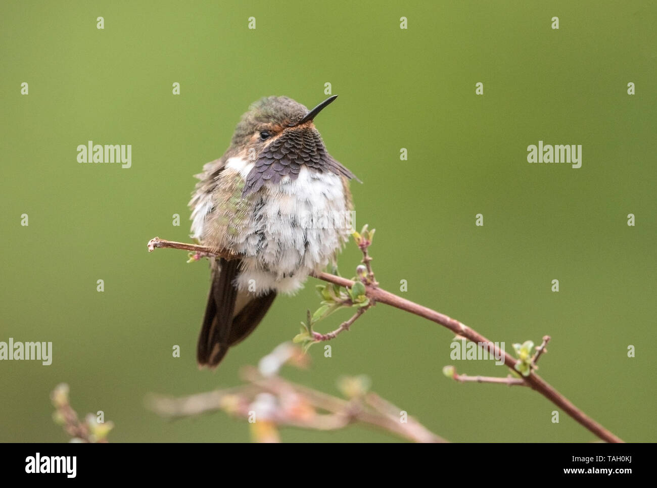 Rainforests and volcanoes in costa rica hi-res stock photography and ...
