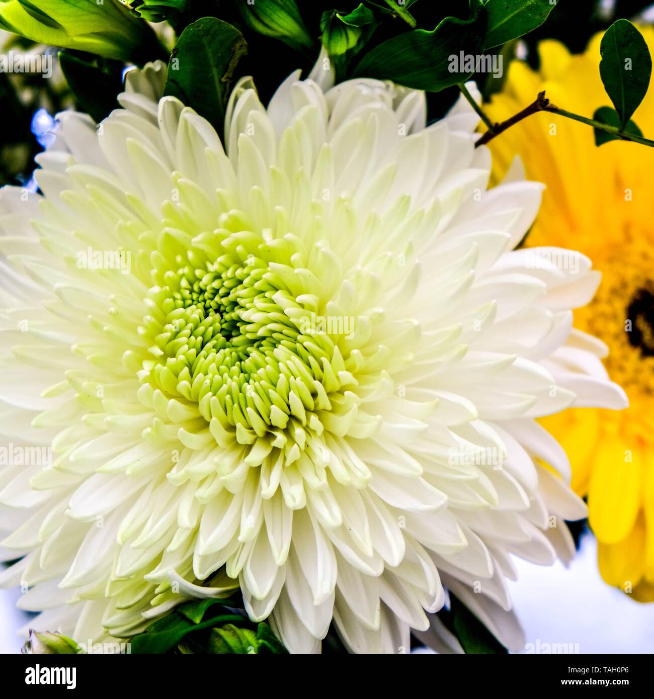 Collection of Beautiful Colourful Flowers in Bloom Stock Photo - Alamy