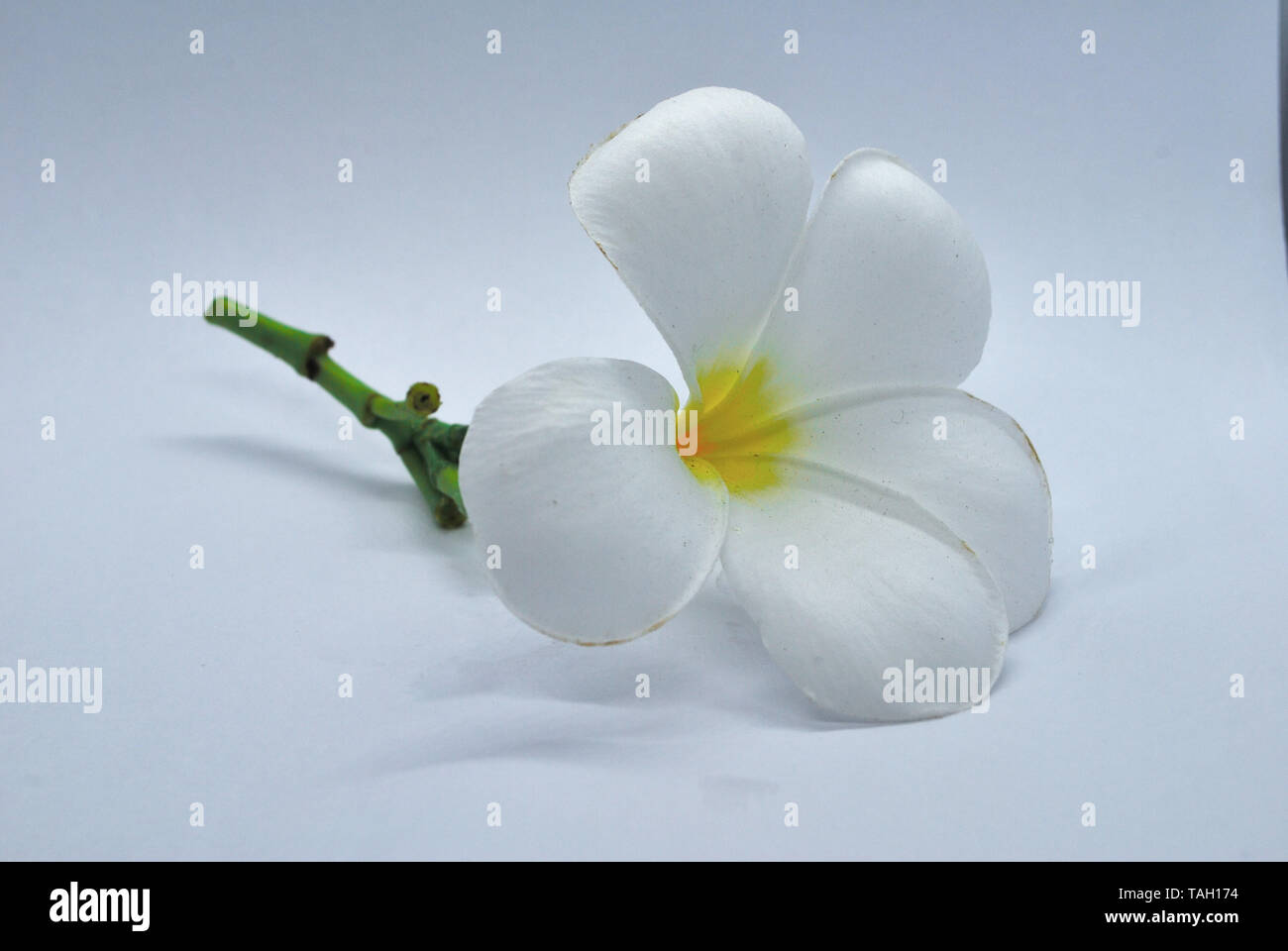 white flower isolate on white background Stock Photo - Alamy