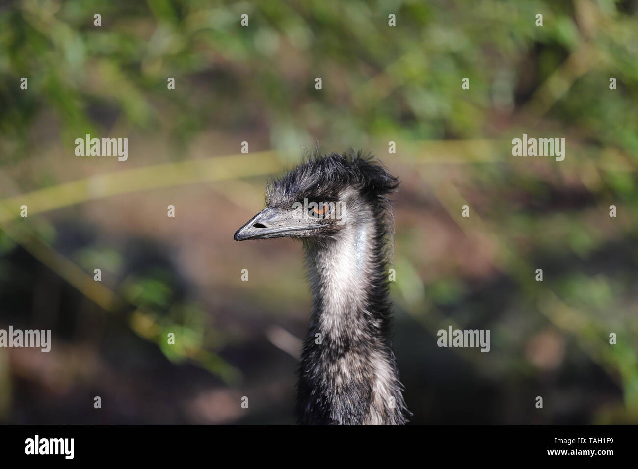 Large australian bird hi-res stock photography and images - Alamy