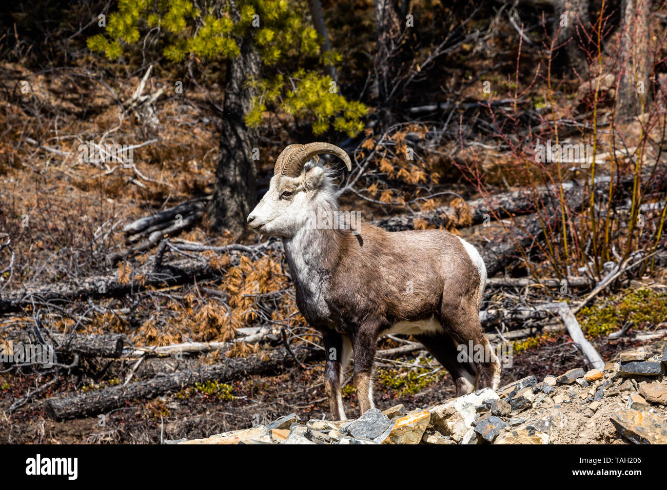 Boy standing with sheep hi-res stock photography and images - Alamy