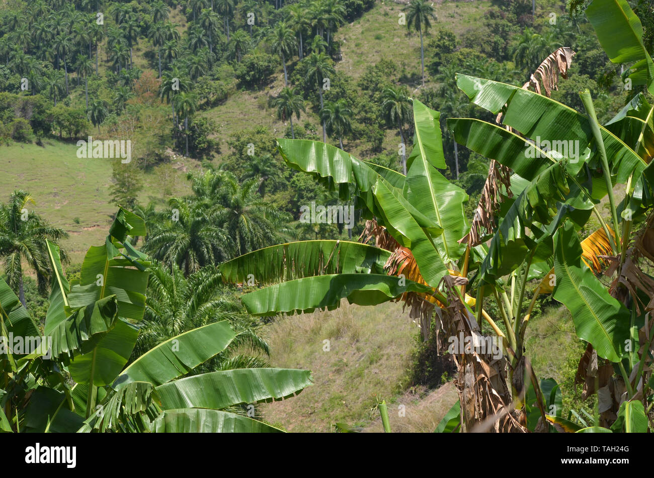 Fields and forested slopes in Guisa municipality (Granma province, Cuba ...