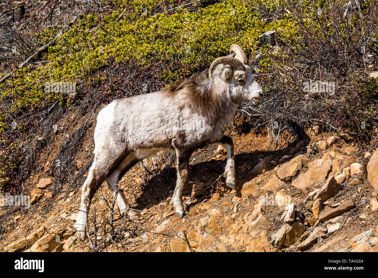 Stone sheep hi-res stock photography and images - Alamy