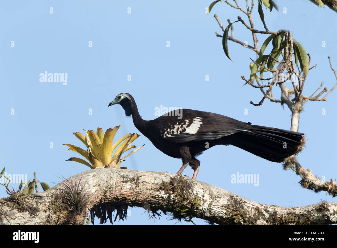 Trinidad Piping Guan (Pipile pipile) locally known as the pawi, endemic ...