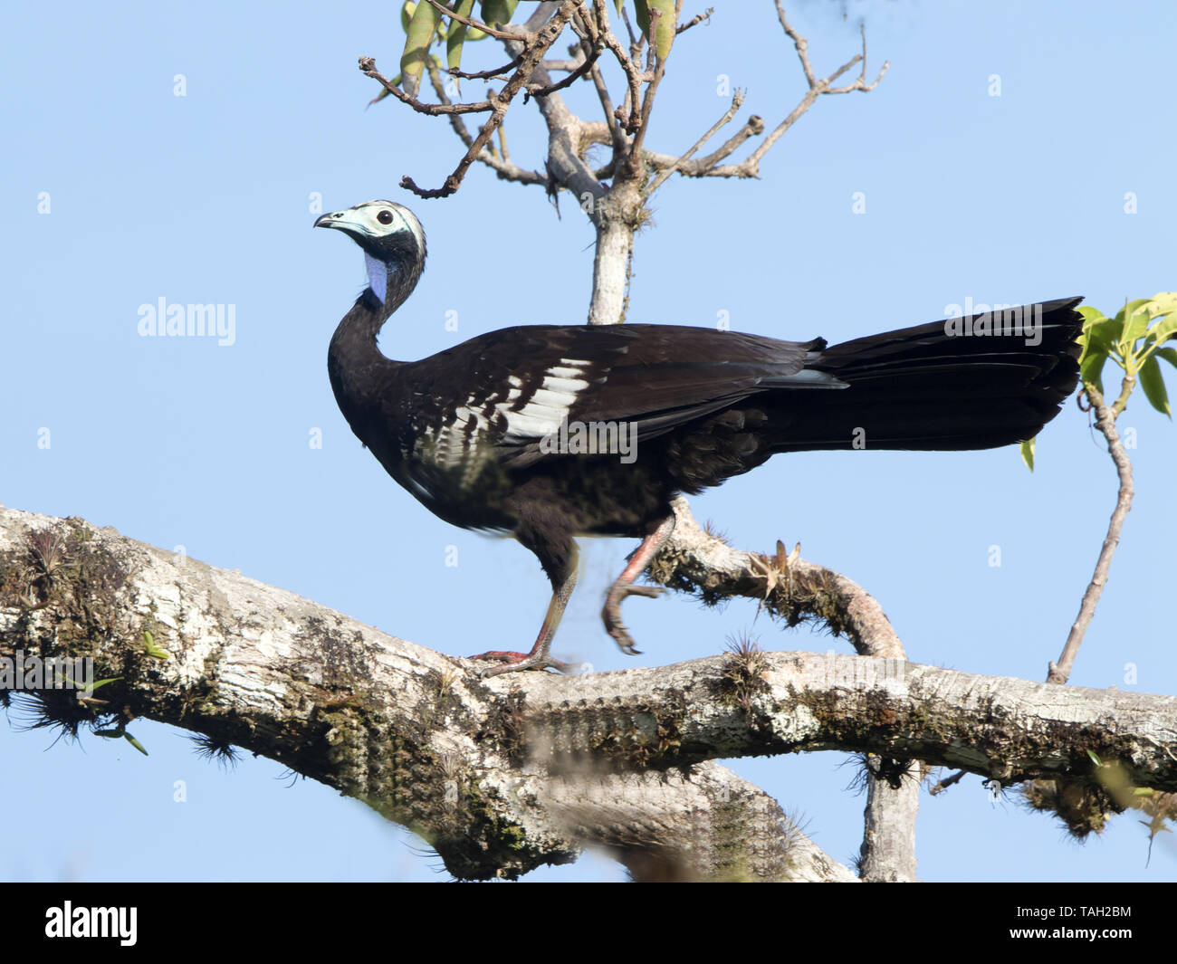 Trinidad Piping Guan (Pipile pipile) locally known as the pawi, endemic ...