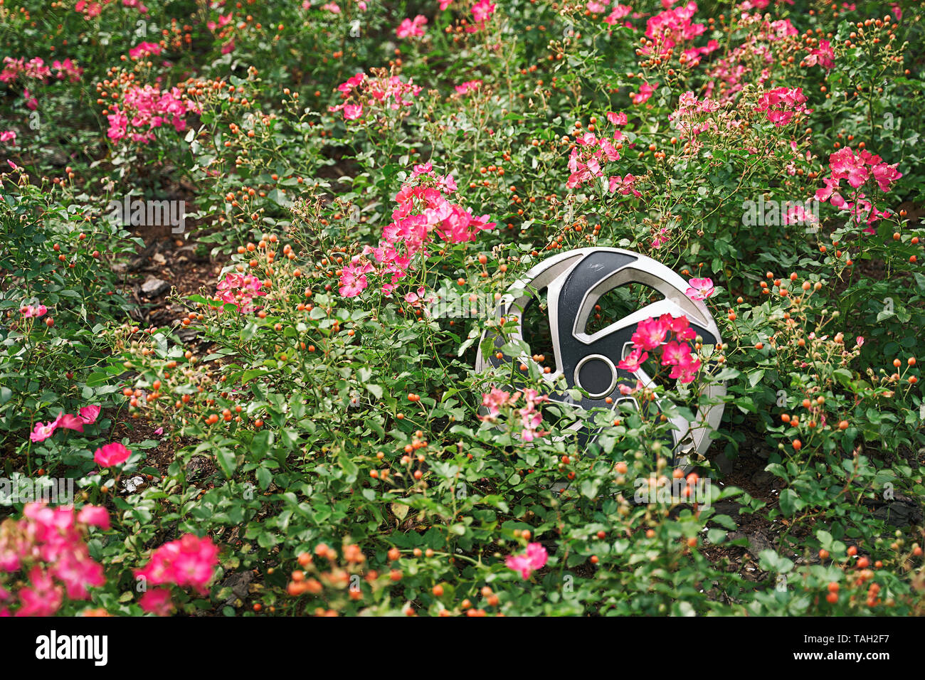 Hubcap flowers hi-res stock photography and images - Alamy