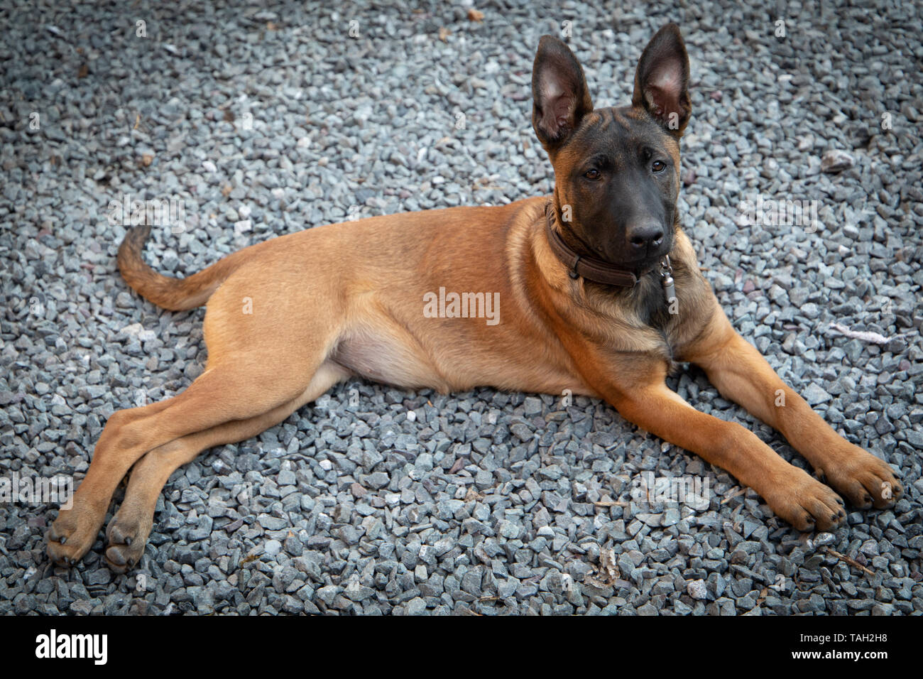 Belgian Alsation Malinois Young Dog puppy Stock Photo - Alamy