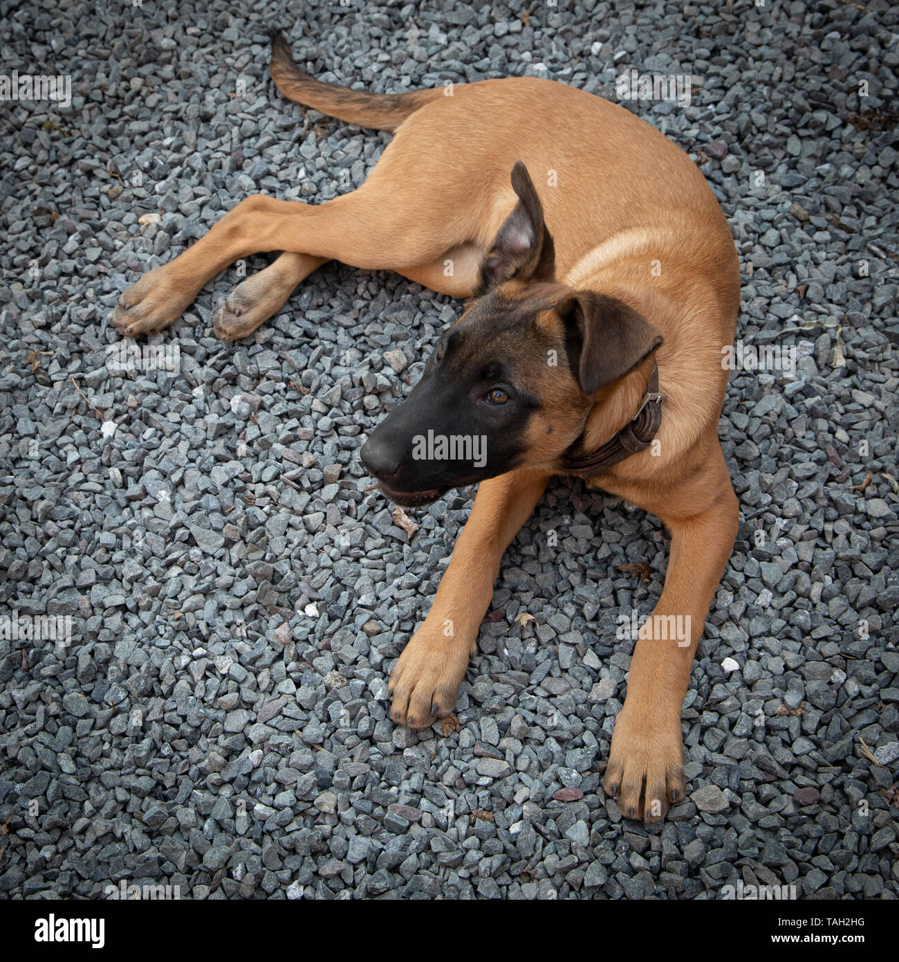 Belgian Alsation Malinois Young Dog puppy Stock Photo - Alamy