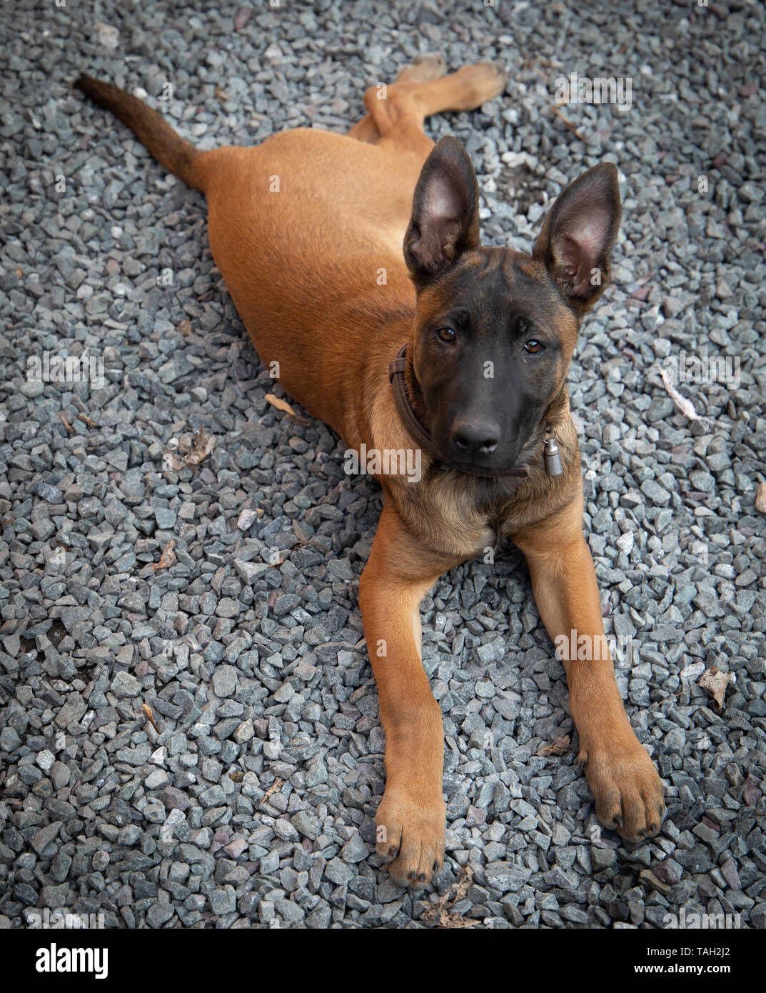 Belgian Alsation Malinois Young Dog puppy Stock Photo - Alamy