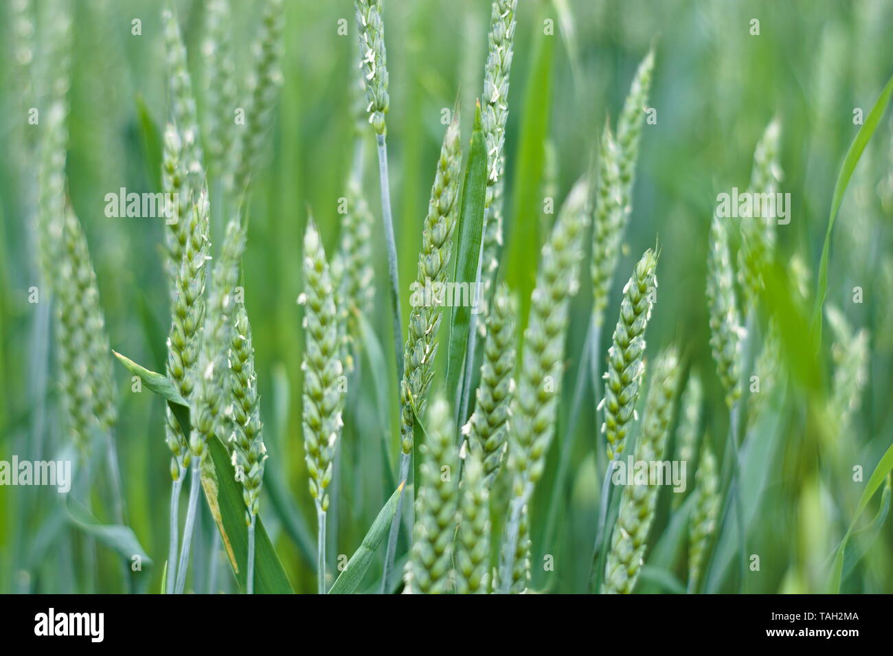 Wheat in spring hi-res stock photography and images - Alamy